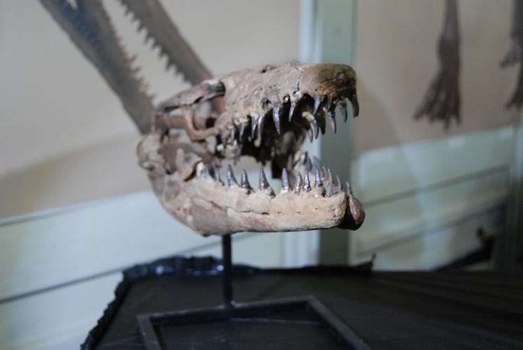Dinosaurs on the prowl in Tucson | News | tucsonlocalmedia.com