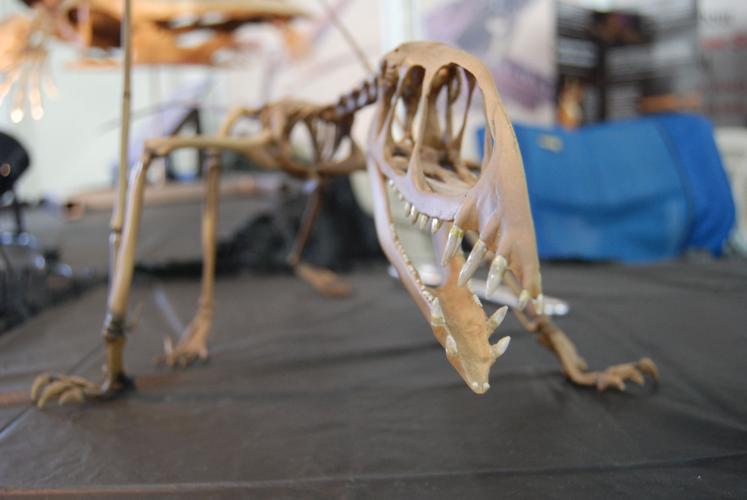 Dinosaurs on the prowl in Tucson | News | tucsonlocalmedia.com