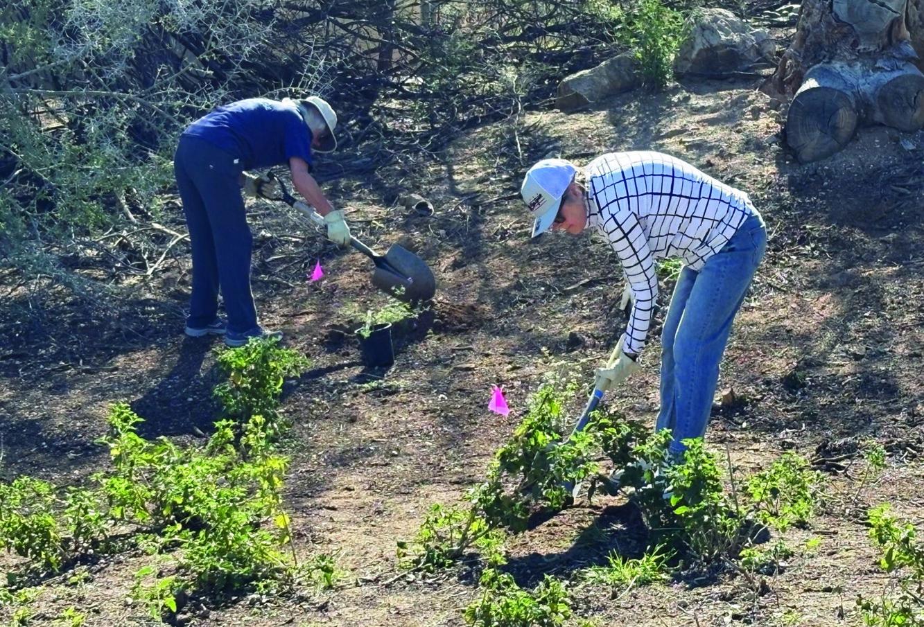 Pusch Ridge beautification underway | News | tucsonlocalmedia.com