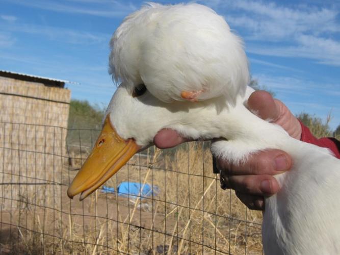 Ducken lives on | News | tucsonlocalmedia.com