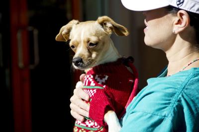 Pima Animal Care to Host “PACC Pride” Adoption Celebration ...