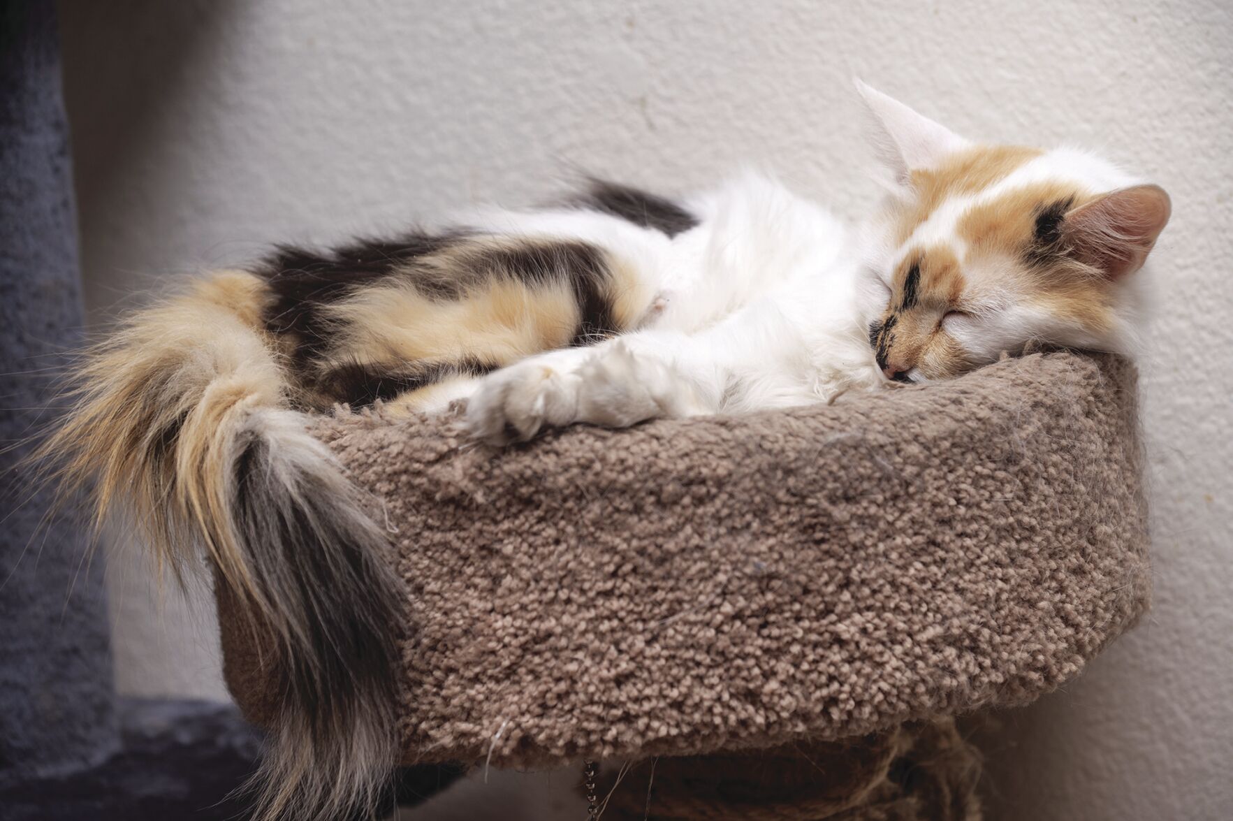 New El Jefe café is the cat’s meow | Special Sections ...