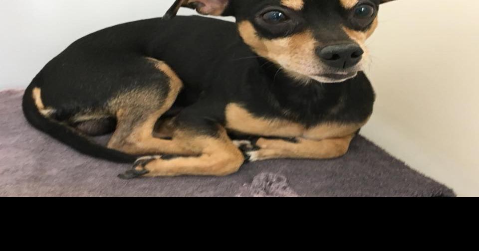 PACC offering ‘Home for the Holidays’ dog adoption special | Speak Out ...