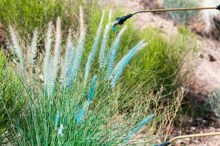 Now is the time to spray for buffelgrass and fountain grass | News ...