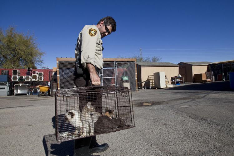 Update: Some cats from Pima Animal Care Center rescues available for ...