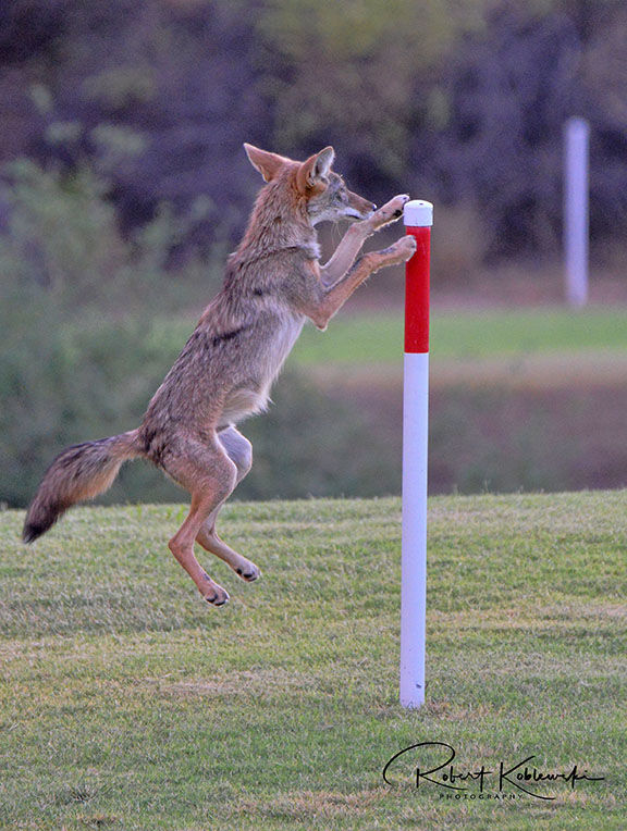 Reader Photos | | tucsonlocalmedia.com