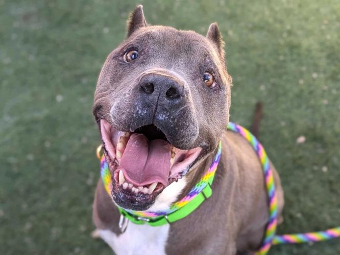 Overcrowded Pima Animal Care Center needs a few good families | News ...