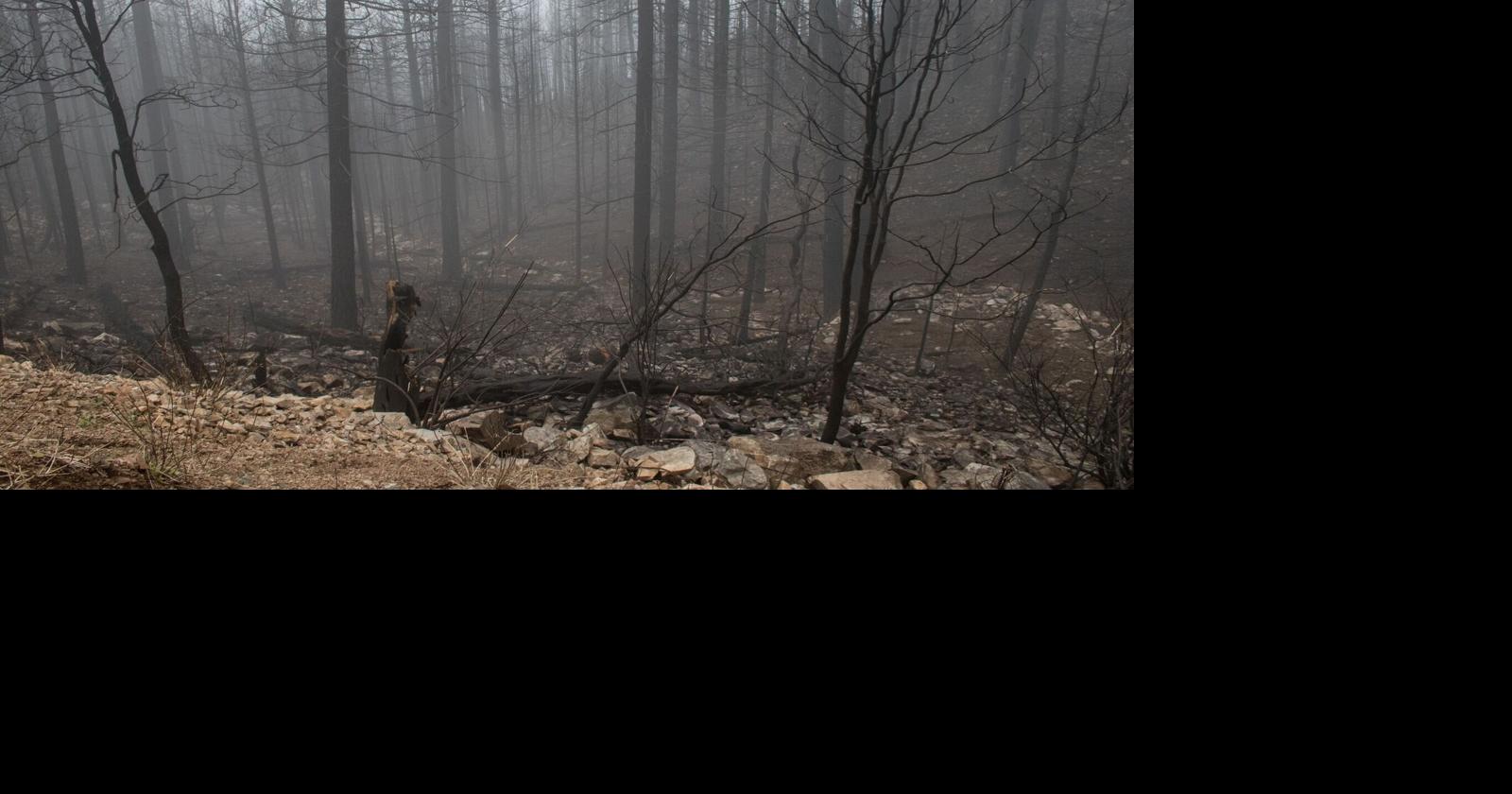 Aftermath of Frye Fire on Mount Graham | News | tucsonlocalmedia.com