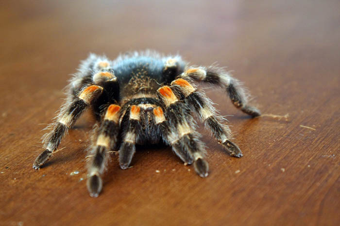 Creepy and cool, tarantulas return to Tucson | El Sol ...