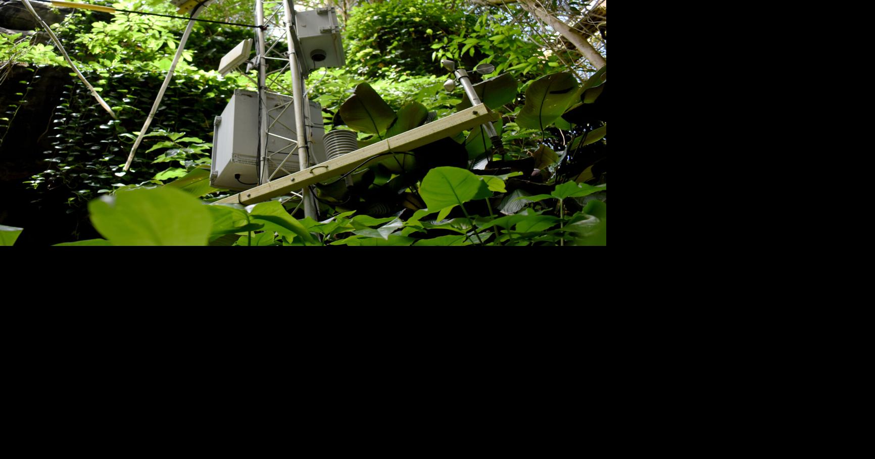 UArizona’s rainforest in the desert is a testing ground for ...