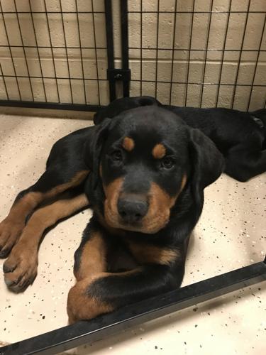 Marana Animal Services a success at six-month mark | News ...