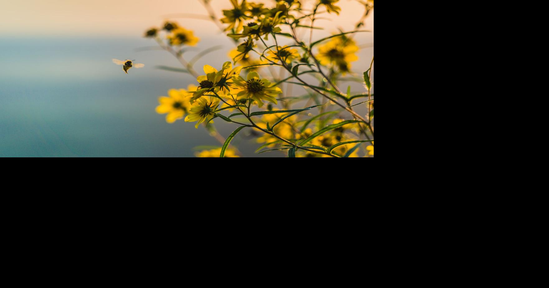 Oro Valley accepts donation of land next to Honey Bee | News ...