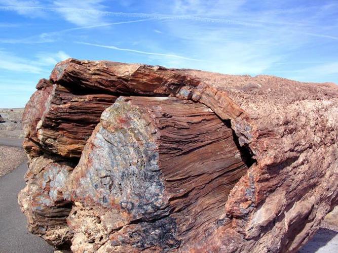 Where trees turned to stone | El Sol | tucsonlocalmedia.com
