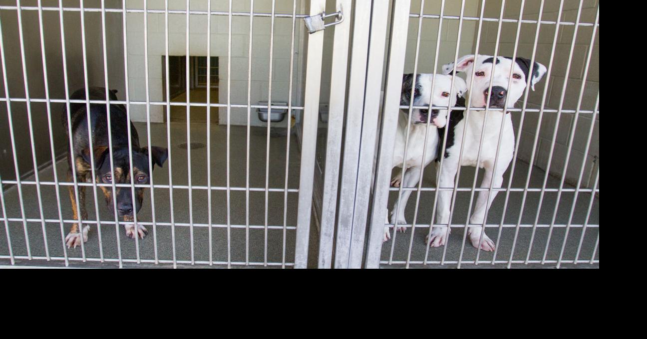 Eleven architects apply to design new Pima County animal facility ...
