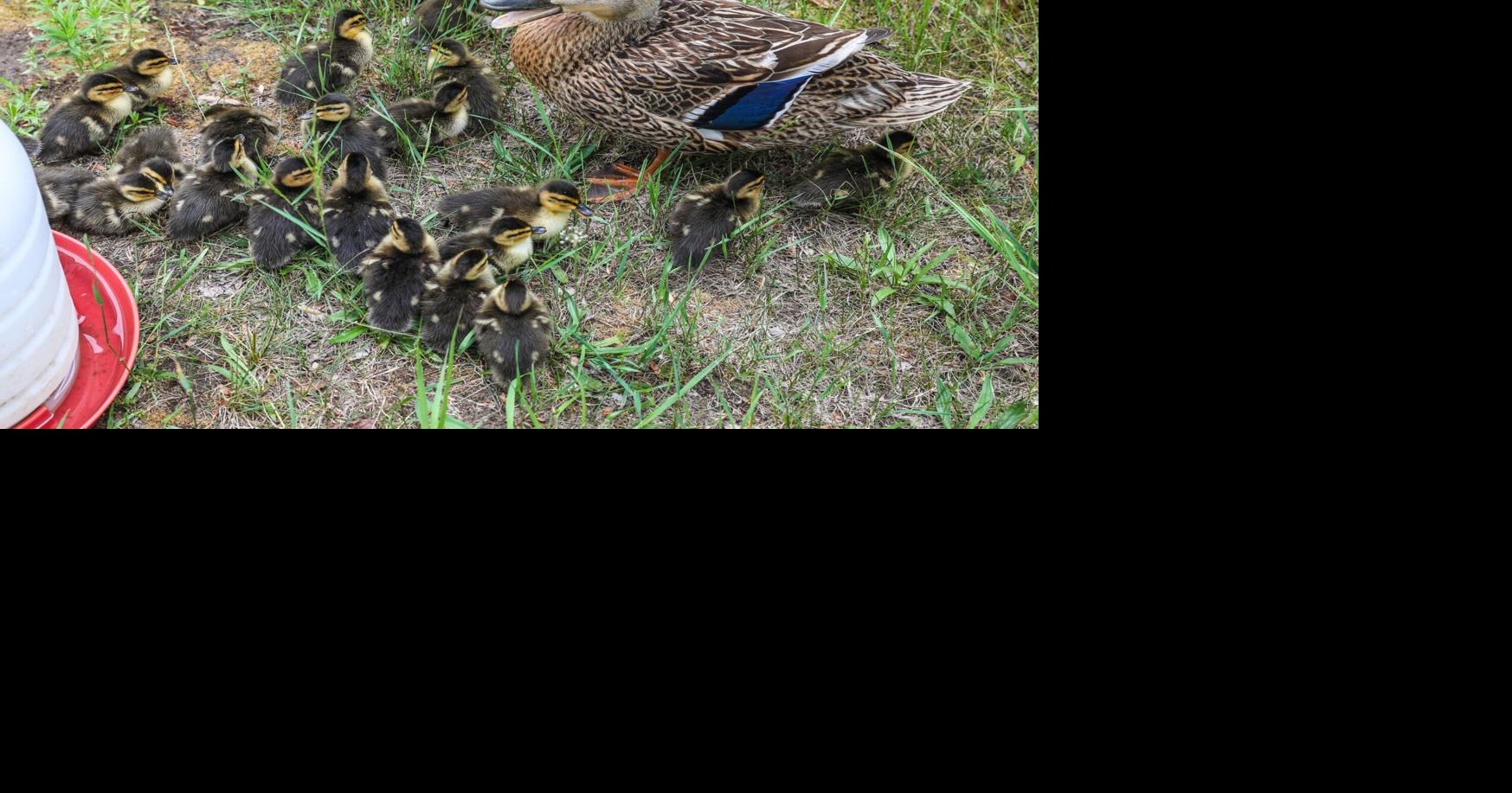 The lovely ducklings: 24 may tie world record | Local News ...