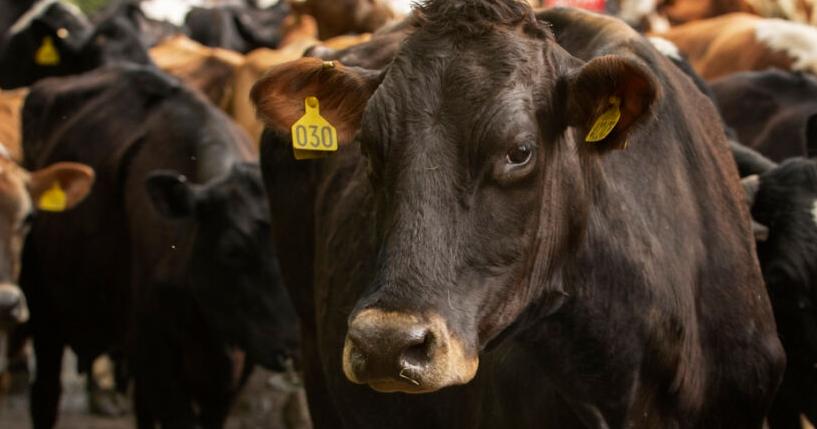 ‘Moooove’ it! About 20 Cows Clog Road | News | tuscolatoday.com