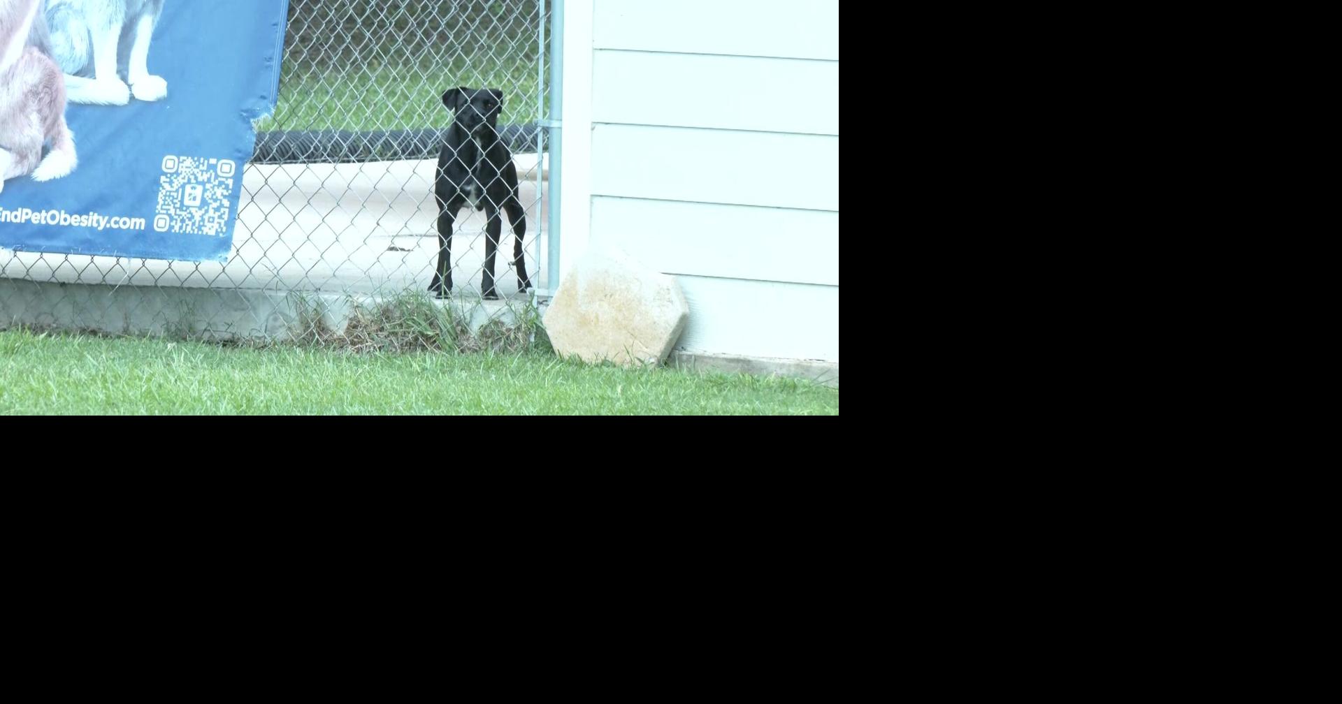 PET SAFETY: Making sure animals are safe in extreme temperatures ...
