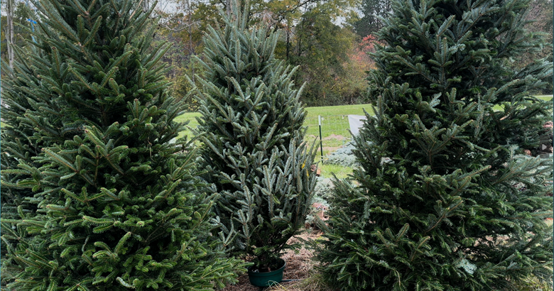 Would you rather have a real tree or an artificial one this Christmas ...