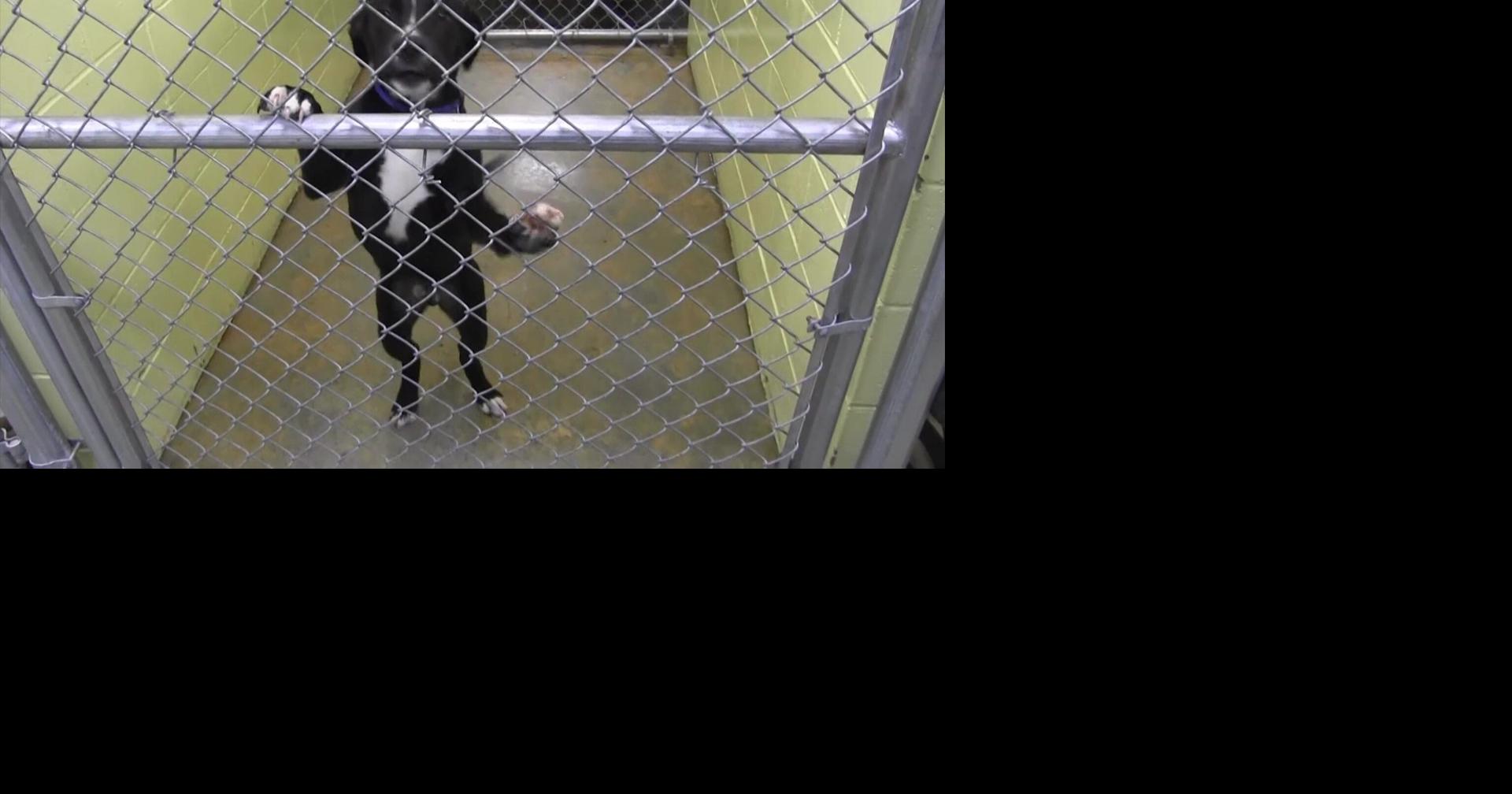 Pet overpopulation becoming a problem for animal shelters in ...
