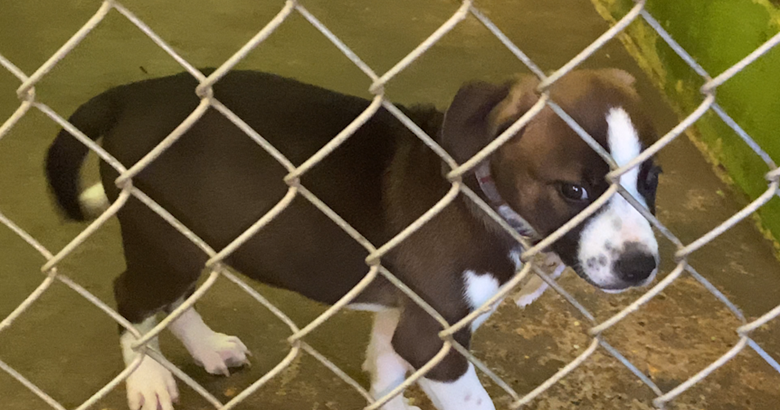 Stray Overpopulation: Spay and neuter program looking for funding ...