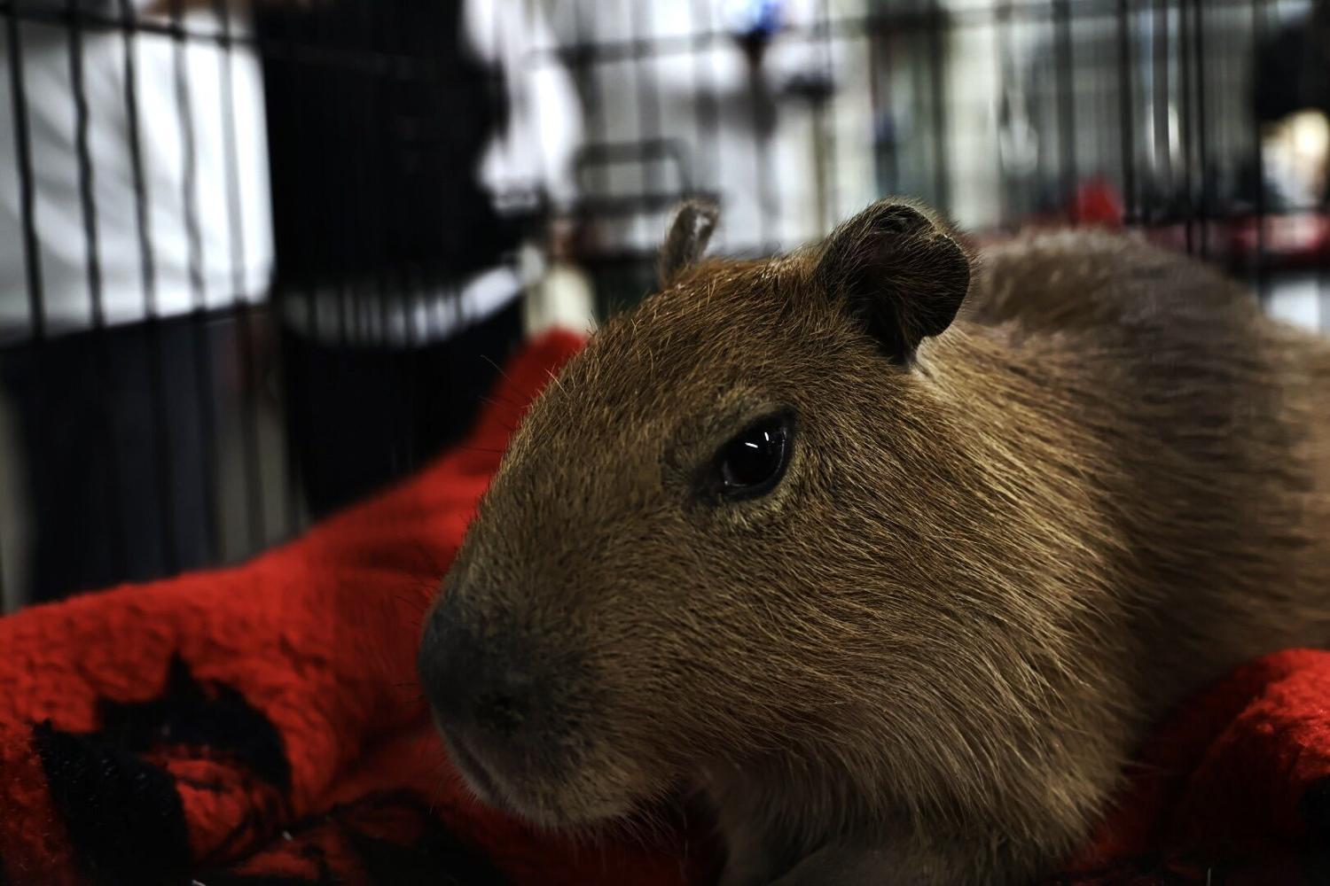 Fur-get Your Stress: Scatter Joy Acres Farm brings joy to students ...