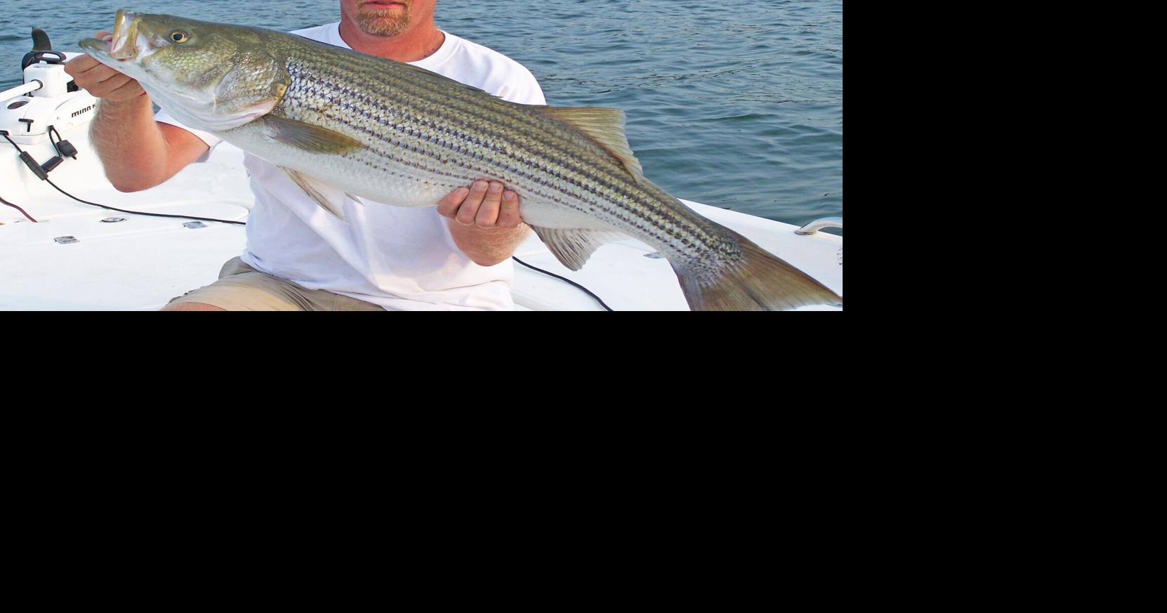 Outdoors: The history of the freshwater striped bass | Outdoors ...