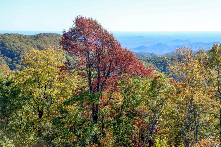 Fall leaf color season shaping up to be vibrant | News | upstatetoday.com