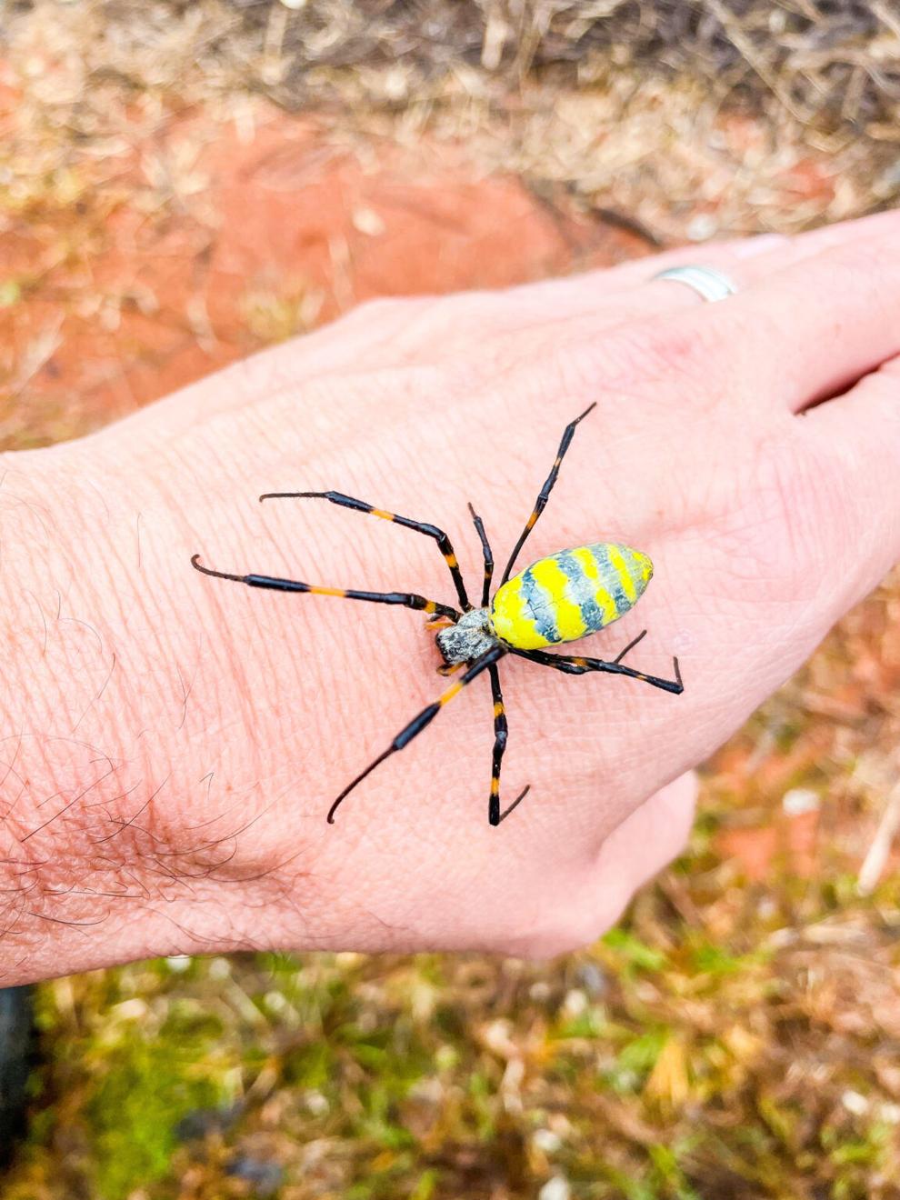 Studies show Joro spiders are virtually harmless | News | upstatetoday.com