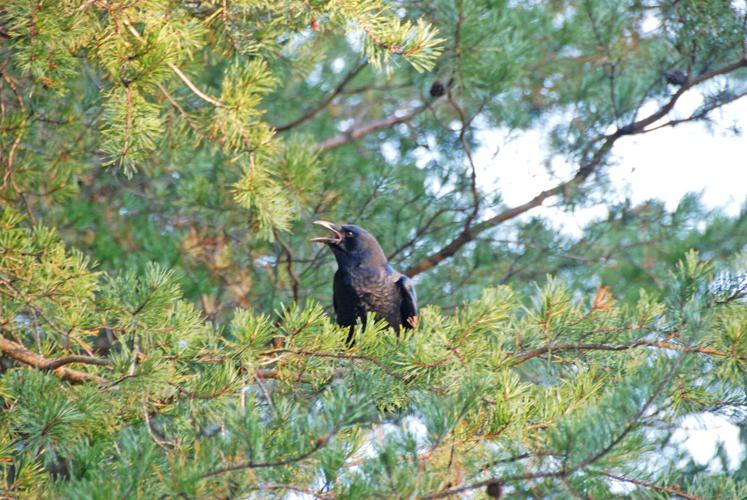 Upstate Sportsman: The lost art of crow hunting | Sports | upstatetoday.com