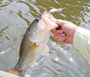 Outdoors: Post-spawn bass fishing tips | Outdoors | upstatetoday.com