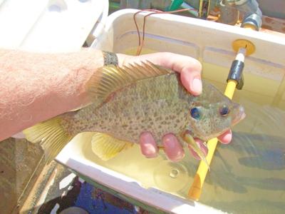 what are shell cracker fish