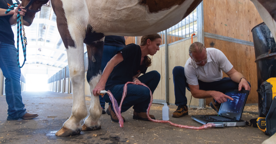 CU vet college employees gain hands-on experience | News | upstatetoday.com