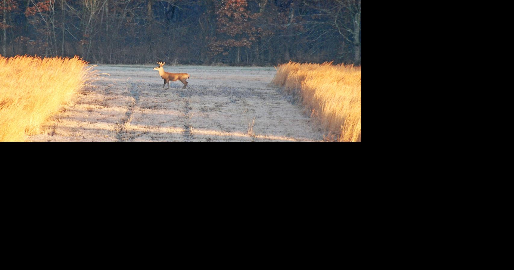 Outdoors: Last-minute rut hunting tips | Sports | upstatetoday.com