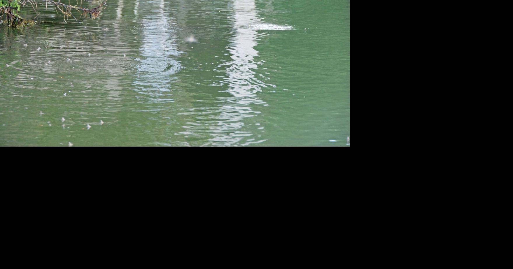 Outdoors: A look at how to take advantage of the mayfly hatch on the ...