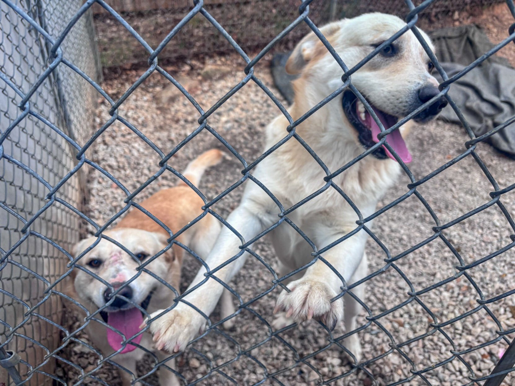 OHS encouraging pet adoptions | News | upstatetoday.com