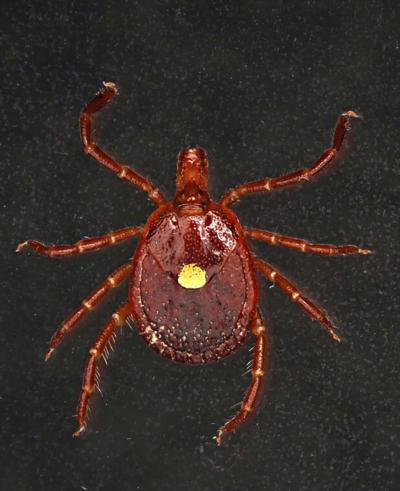How to protect yourself and your pets this tick season | Lifestyle ...