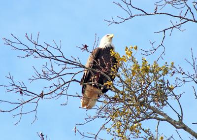 Upstate Sportsman: Taking a look at outside politics | Outdoors ...