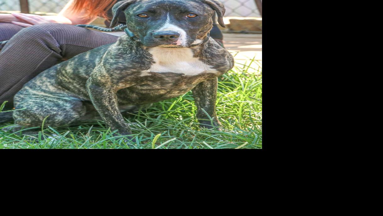 OHS hosts adoption event, focuses on urgent dogs | News | upstatetoday.com