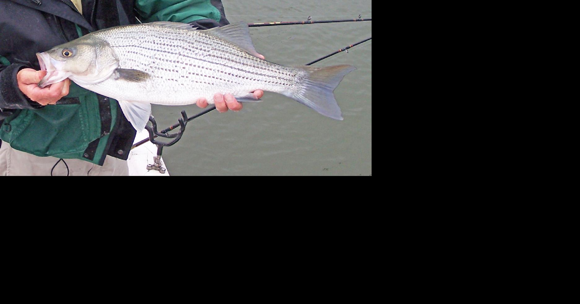 Outdoors: What’s a hybrid bass? | Outdoors | upstatetoday.com