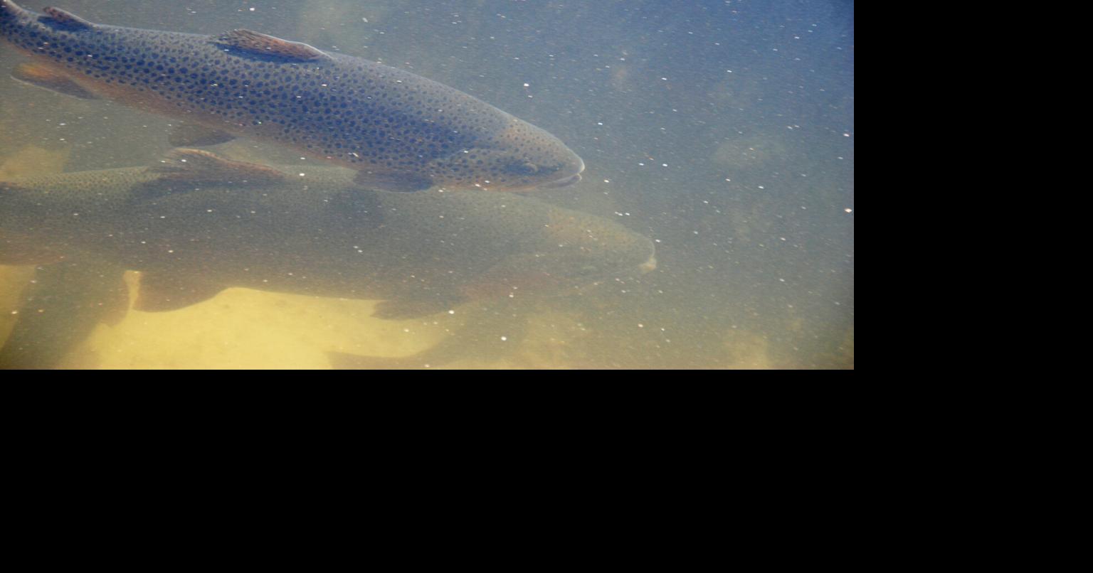Outdoors: The deep end of the trout pool | Outdoors | upstatetoday.com