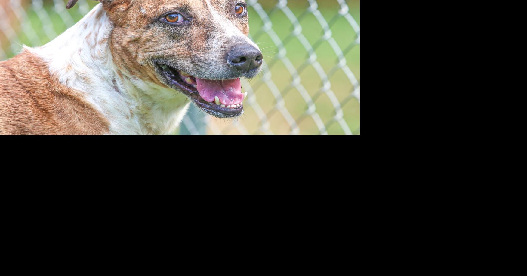 OHS hosts adoption event, focuses on urgent dogs | News | upstatetoday.com