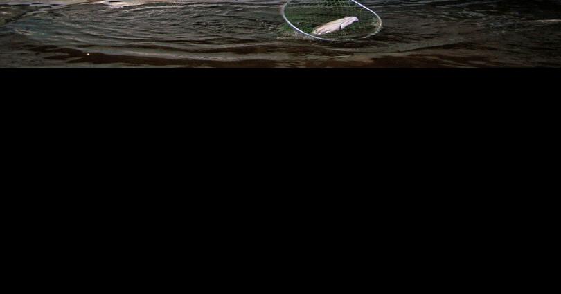 Outdoors: Third-shift fishing | Outdoors | upstatetoday.com