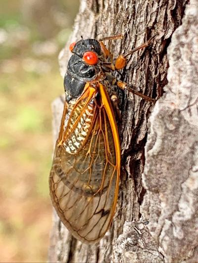 Outdoors: Buggin’ out with historic cicada hatch | Outdoors ...