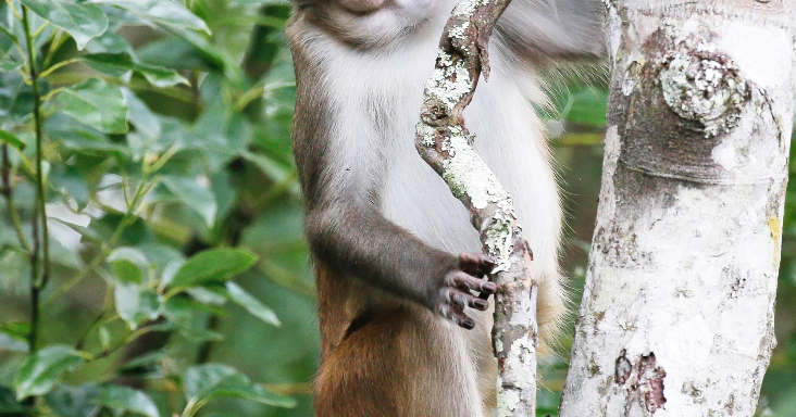 Last 4 escaped monkeys captured in SC after months on the loose ...