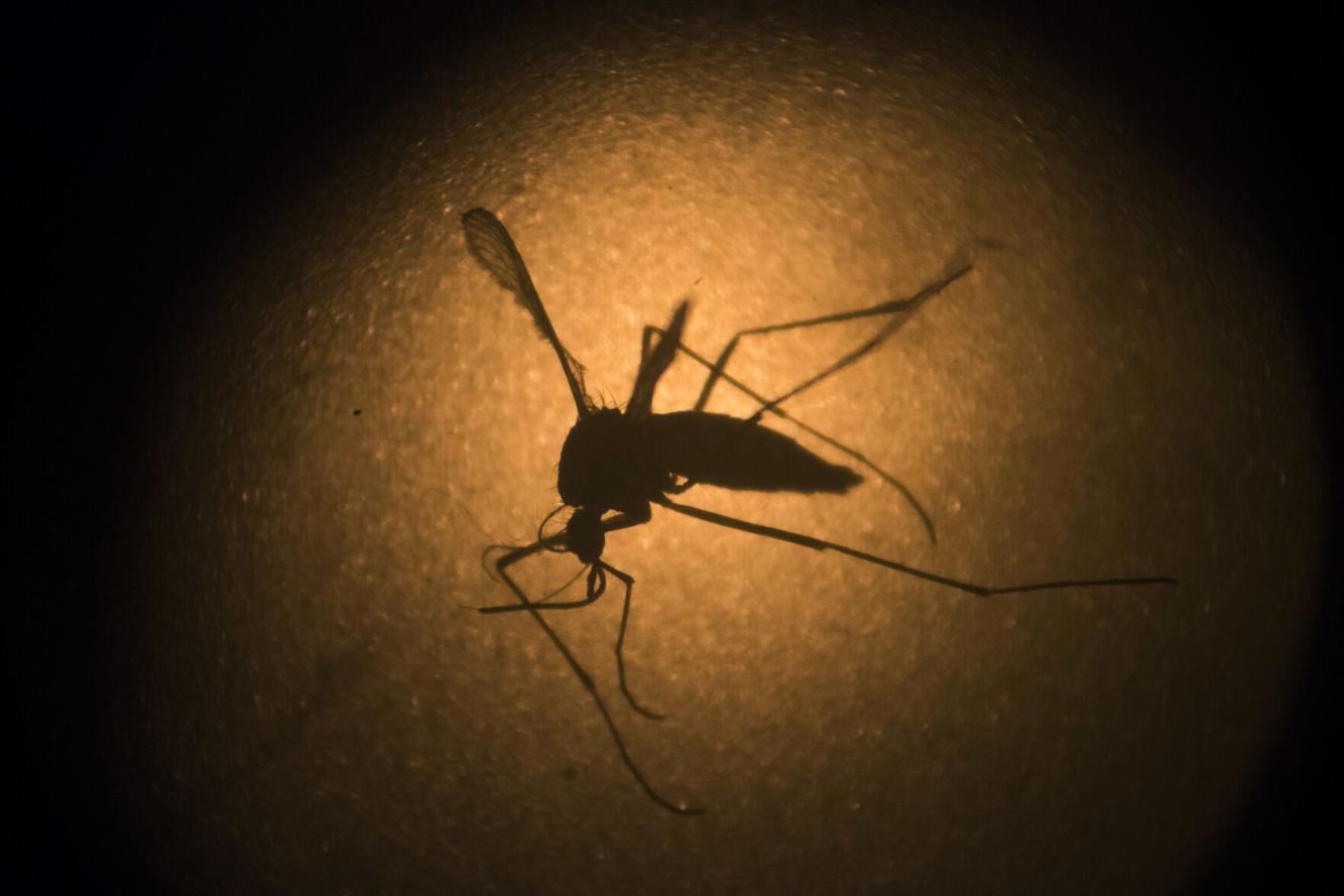 DPH: Take precautions as mosquito season begins | News | upstatetoday.com