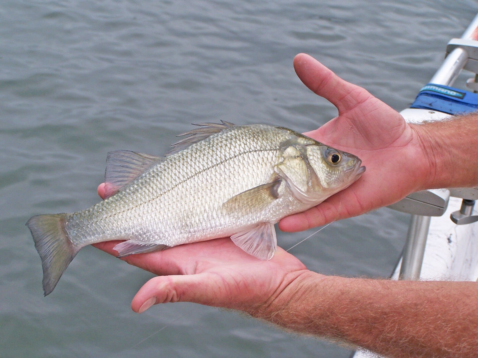 White perch store