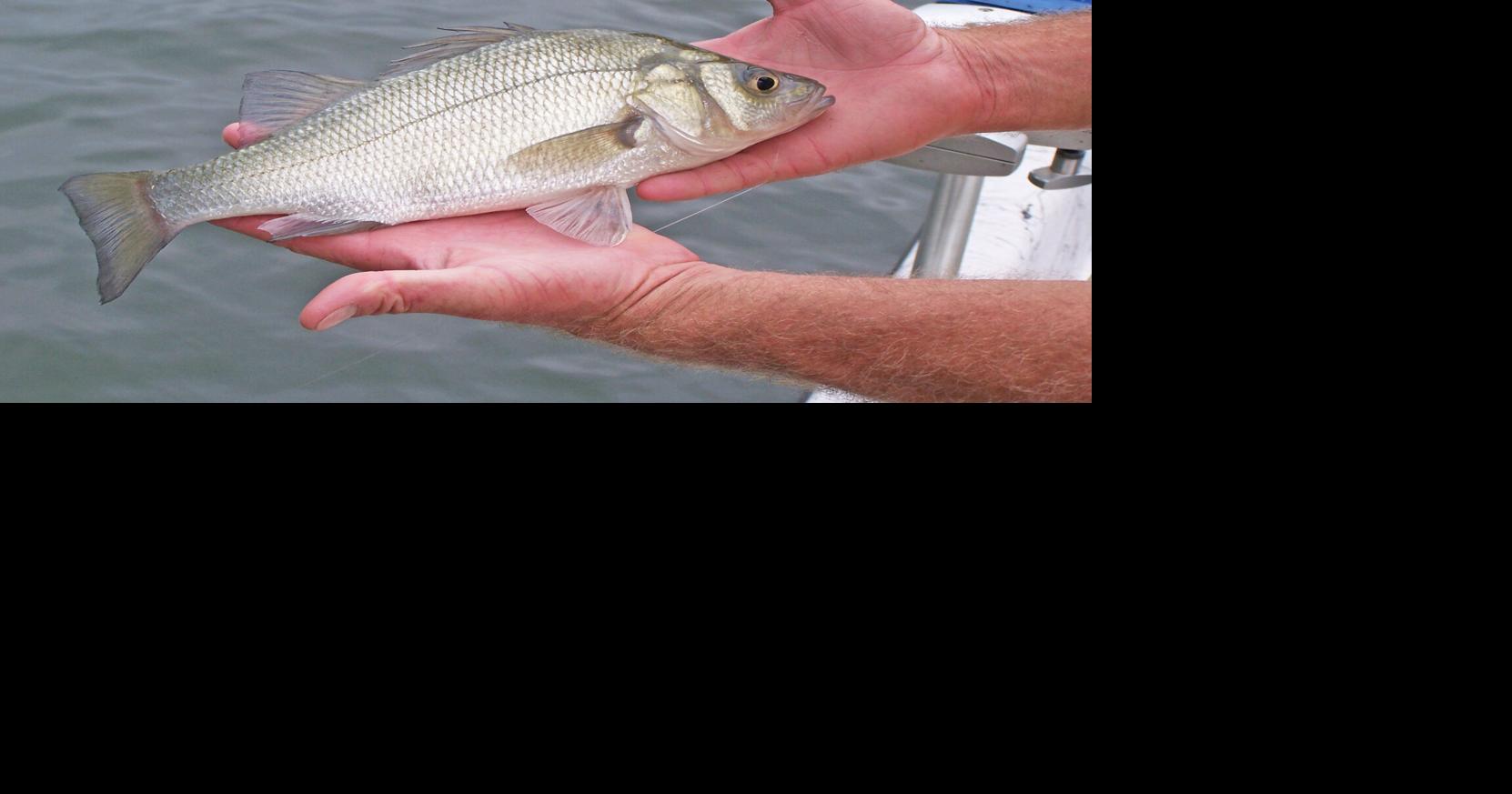 Outdoors: Fishing for white perch in the spring | Outdoors ...