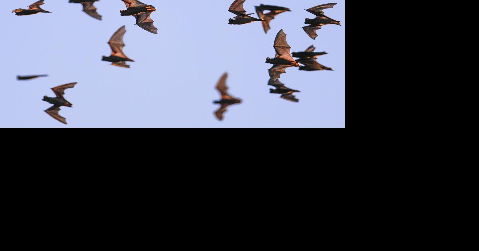 Agency offers safety tips during pup season for bats in area | News ...