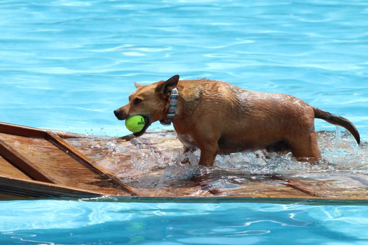 Doggie Dip Day makes a splash at Inskip Pool | Arts And Culture ...