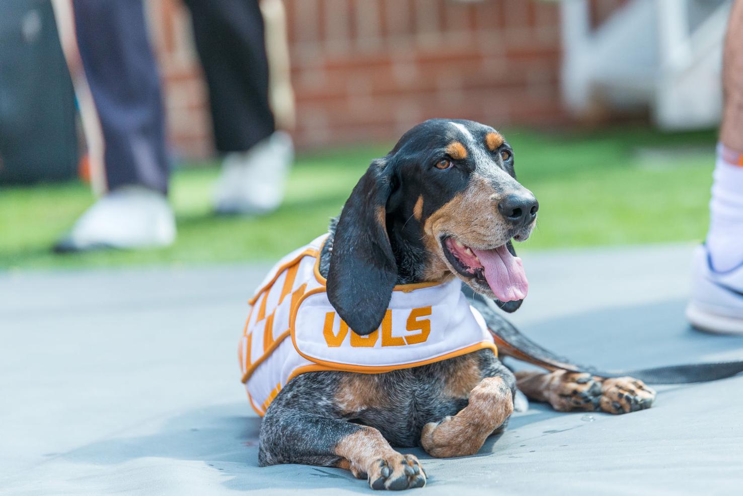 A timeline of UT’s beloved ‘Smokey': From 1953 to present | Campus Life ...